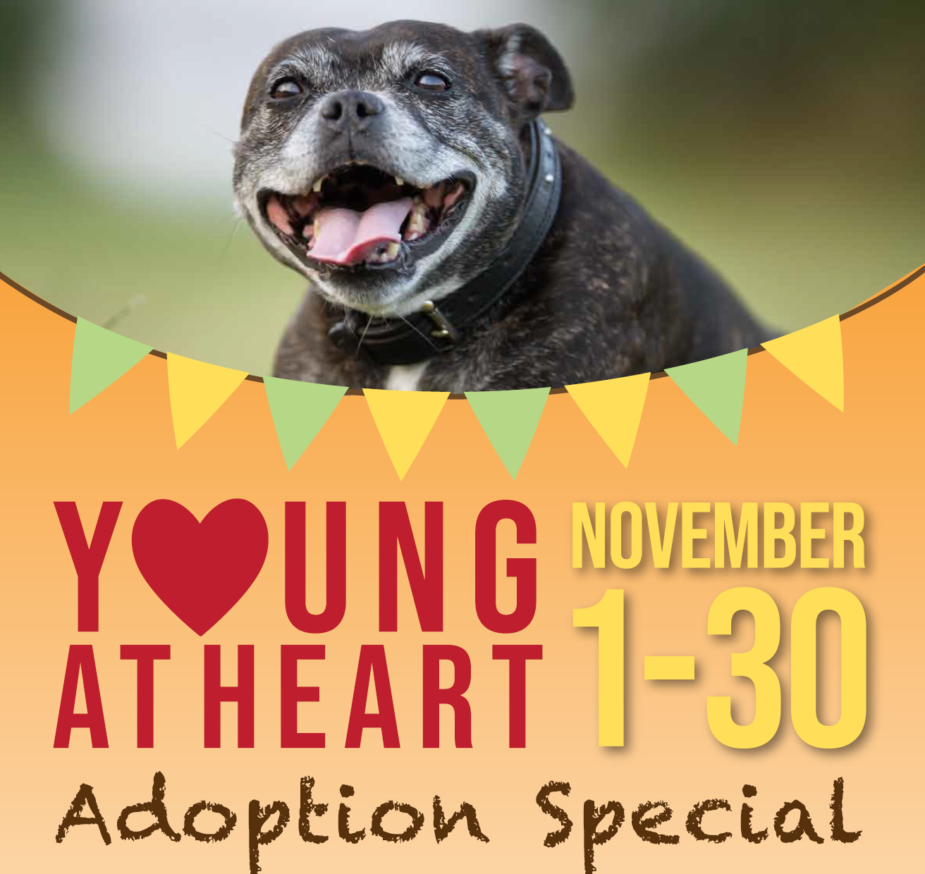 Adopt a Shelter Dog Month | Animal Shelter Adopt a Shelter Dog Month | Animal Shelter